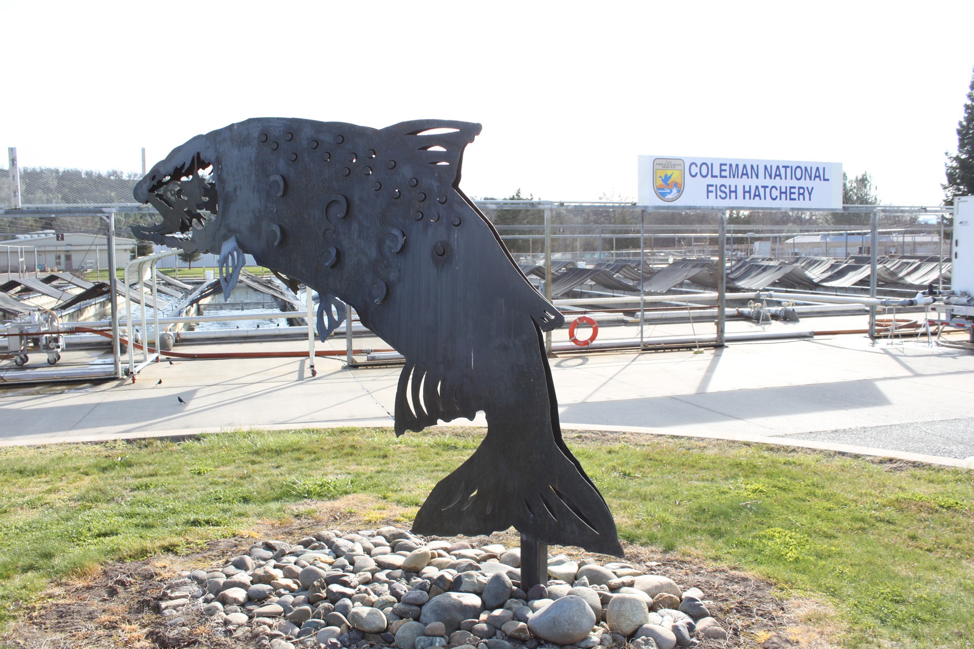 Locations Hub - Coleman National Fish Hatchery