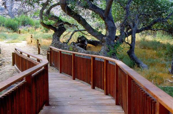 Locations Hub - Canebrake Ecological Reserve - California Department of ...