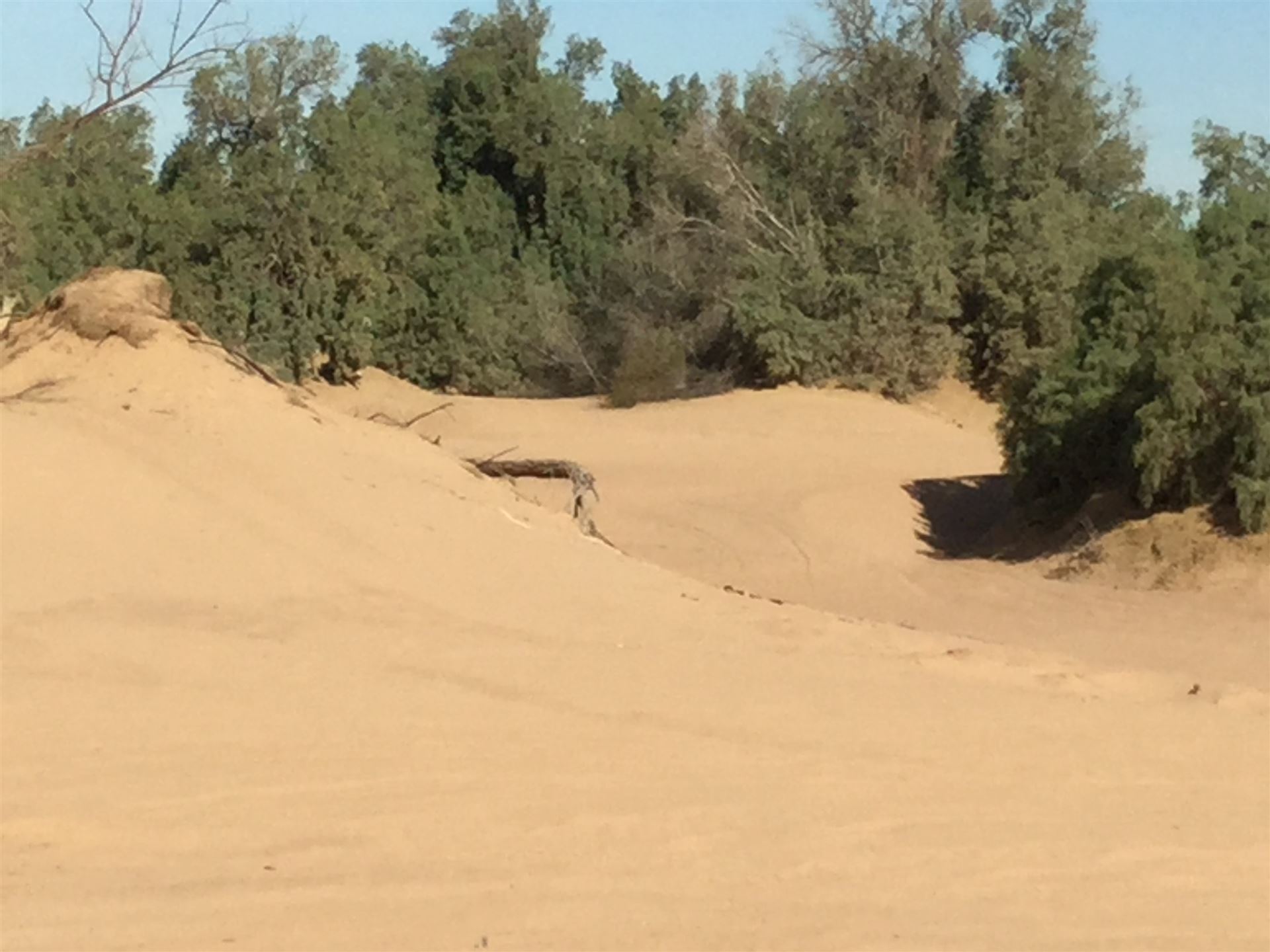 Locations Hub - Heber Dunes State Vehicular Recreation Area (SVRA)